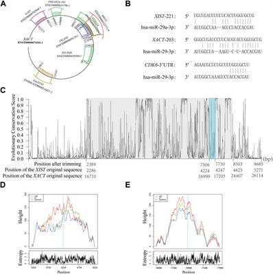 Frontiers | Functional inference of long non-coding RNAs through ...