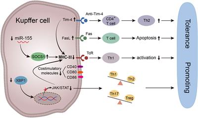 Frontiers | Role of Kupffer cells in tolerance induction after liver ...