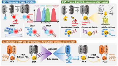 Frontiers | Detecting and measuring of GPCR signaling – comparison of ...