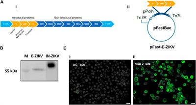 Frontiers | Zika virus-like particles (VLPs) produced in insect cells