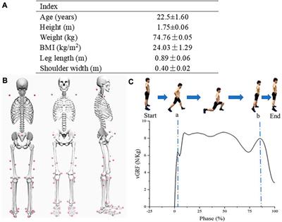 Frontiers | Biomechanical effects of exercise fatigue on the lower ...
