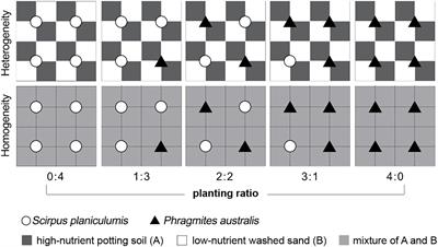 Frontiers | Inferior plant competitor allocates more biomass to ...
