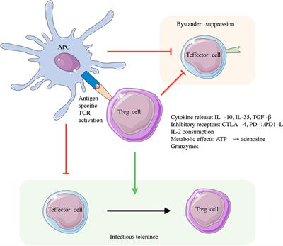 Frontiers | CAR-Treg cell therapies and their future potential in ...
