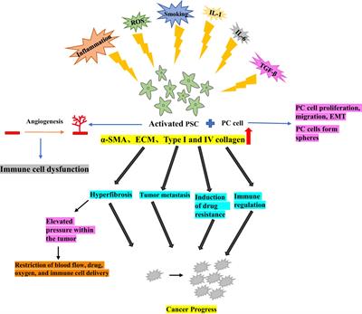 Frontiers | Pancreatic stellate cells in pancreatic cancer: as ...