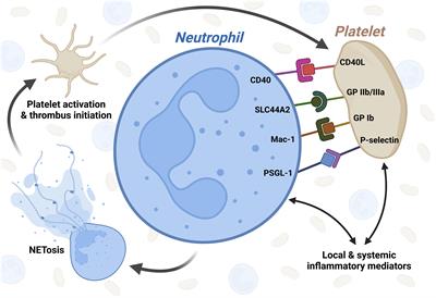 Frontiers | Platelet-neutrophil interaction in COVID-19 and vaccine ...