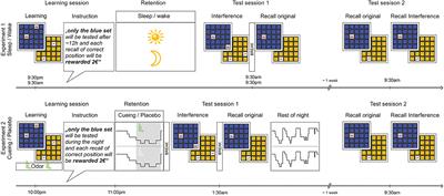 Frontiers | The effects of sleep and targeted memory reactivation on ...