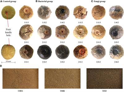 Frontiers | The metagenomics of soil bacteria and fungi and the release ...