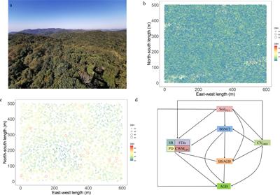 Frontiers | Effects of plant diversity and big-sized trees on ecosystem ...