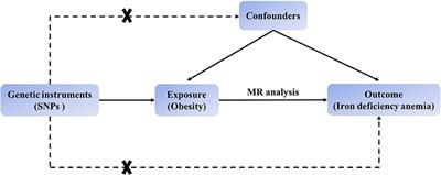 Frontiers | Causal relationship between obesity and iron deficiency ...