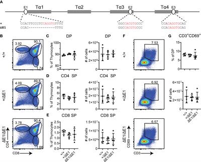 Frontiers | E protein binding at the Tcra enhancer promotes Tcra ...