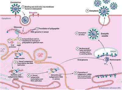 Marburg Virus Diagram