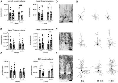 Frontiers in Neuroanatomy | Articles