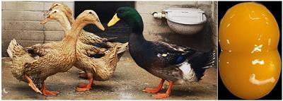 Frontiers | Identification of differentially expressed genes and ...