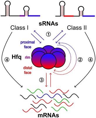 Frontiers | Little reason to call them small noncoding RNAs