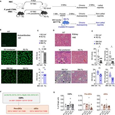 Frontiers | Plasmodium curtails autoimmune nephritis via lasting bone ...