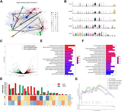 Frontiers | Single-cell RNA sequencing revealed subclonal heterogeneity ...