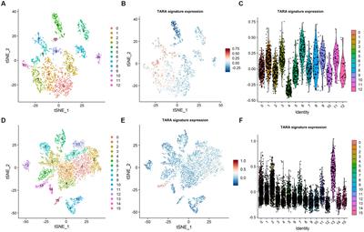Frontiers | Characterization of tumor-associated reactive astrocytes in ...