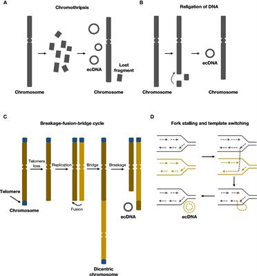 Frontiers | Extrachromosomal DNA (ecDNA) in cancer: mechanisms ...