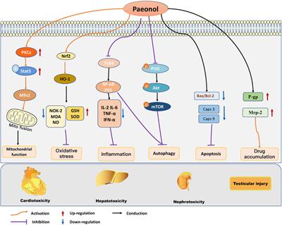 Frontiers | Pharmacological effects and mechanisms of paeonol on ...