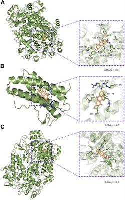 Frontiers | The elucidation of the anti-inflammatory mechanism of EMO ...