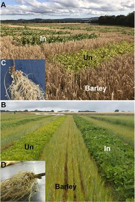 Frontiers | Biological nitrogen fixation by soybean (Glycine max [L ...