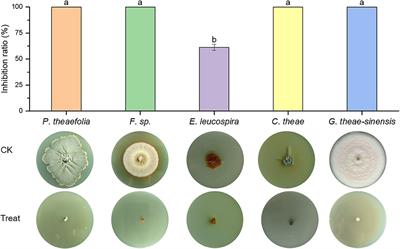 Frontiers | Brevibacillus brevis HNCS-1: a biocontrol bacterium against ...