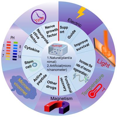 Frontiers | Functionalized hydrogels in neural injury repairing