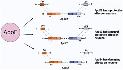 Frontiers | Neuronal ApoE4 in Alzheimer’s disease and potential ...