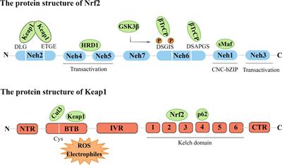 Frontiers | The role of Nrf2 in the pathogenesis and treatment of ...