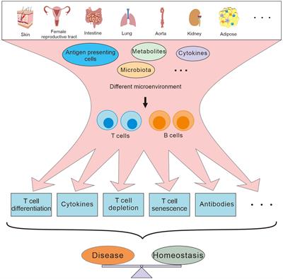 Frontiers | Editorial: Adaptive immunity in local tissues