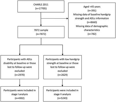 Frontiers | Bidirectional association between handgrip strength and ...