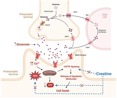 Frontiers | Potential role of creatine as an anticonvulsant agent ...
