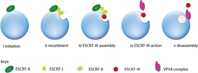 Frontiers | The role of Vps4 in cancer development