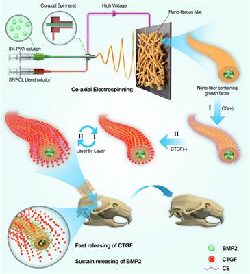 Frontiers | Engineered biomimetic micro/nano-materials for tissue ...