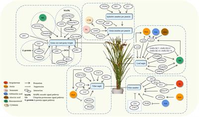 Frontiers | Advances in cloning functional genes for rice yield traits ...