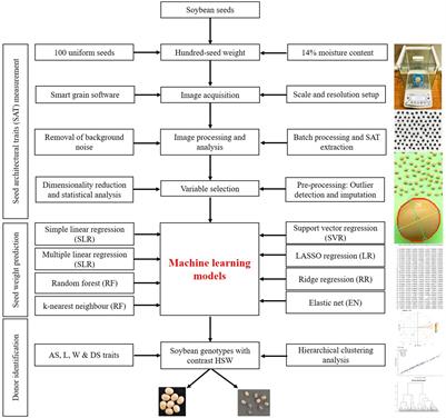 Frontiers | Image-based phenotyping of seed architectural traits and ...