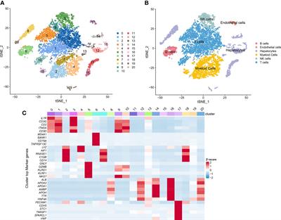 Frontiers | Prognosis and therapeutic benefits prediction based on NK ...