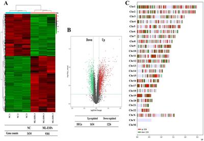 Frontiers | Transcriptome profiling of A549 non-small cell lung cancer ...