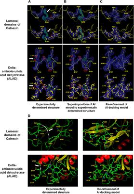 Frontiers | AI-based protein models enhance the accuracy of ...