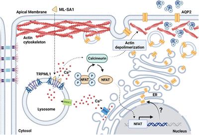Frontiers | Intracellular Ca2+ signalling: unexpected new roles for the ...