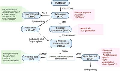 Frontiers | The kynurenine pathway in traumatic brain injuries and ...