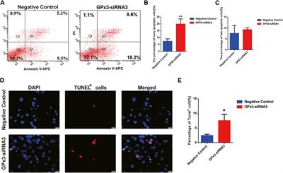 Frontiers | GPx3 knockdown inhibits the proliferation and DNA synthesis ...