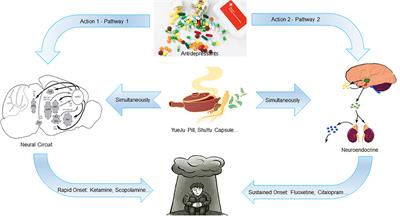 Frontiers | Editorial: Neural circuits and neuroendocrine mechanisms of ...