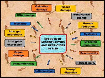 Frontiers | Effects of microplastics, pesticides and nano-materials on ...