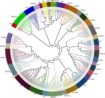 Frontiers | Genome-wide analysis of the R2R3-MYB gene family in ...