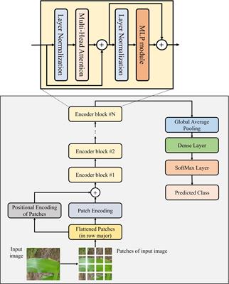 Frontiers | TrIncNet: a lightweight vision transformer network for ...