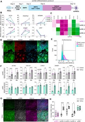 Frontiers | Characterization of human stem cell-derived hepatic ...