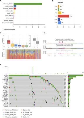 Frontiers | Somatic mutations of thymic epithelial tumors with ...