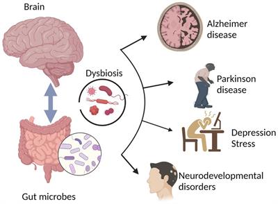 Frontiers | The gut microbiota–brain axis in neurological disorder