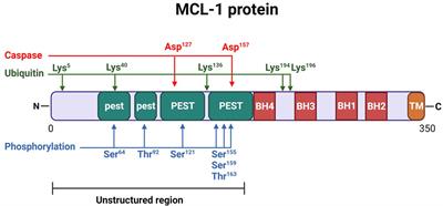 Frontiers | Targeting MCL-1 protein to treat cancer: opportunities and ...